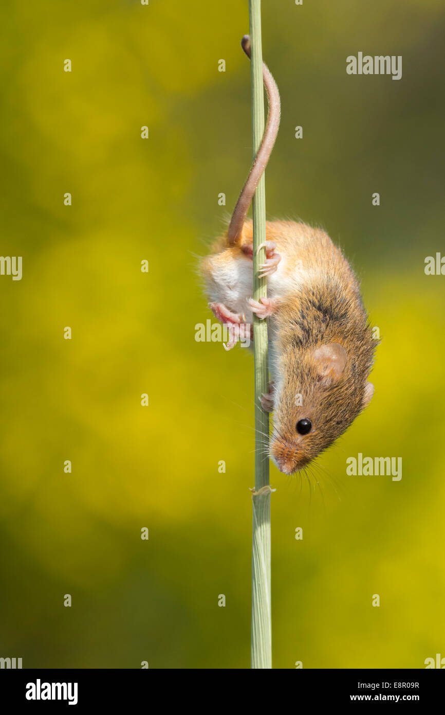 Eurasian Harvest Mouse Micromys minutus (captive), climbing wheat stem ...