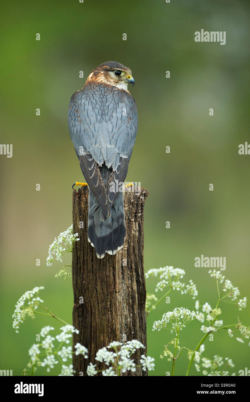 Merlin hi-res stock photography and images - Alamy