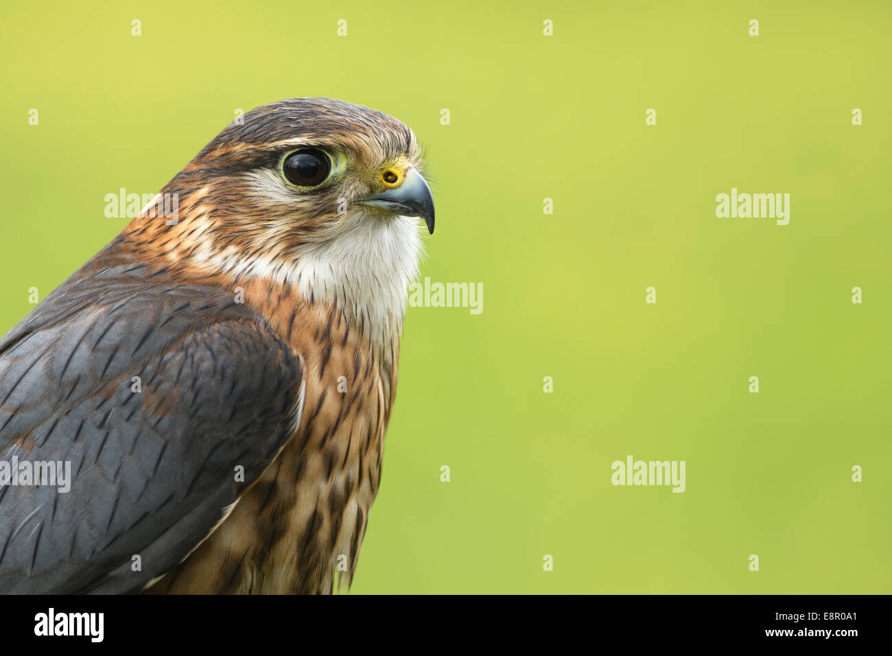 Merlin bird uk hi-res stock photography and images - Alamy