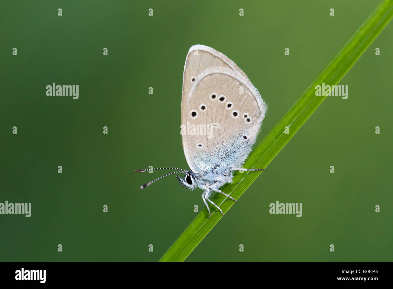 Small blue Cupido minimus, imago, roosting on grass stem at St. Meyme ...