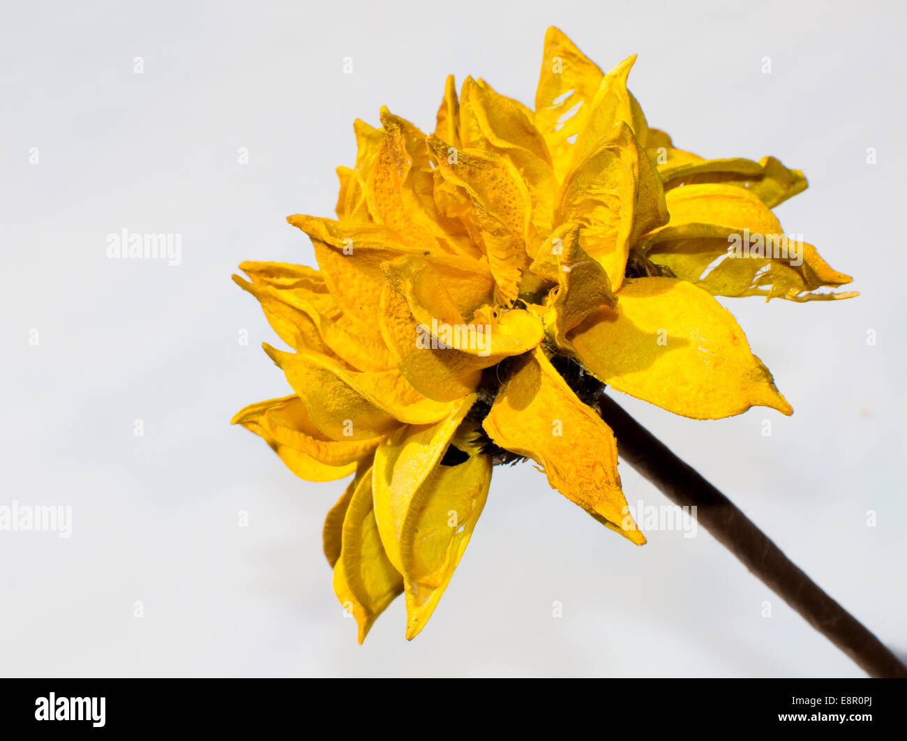 Tulip wood tree hi-res stock photography and images - Alamy