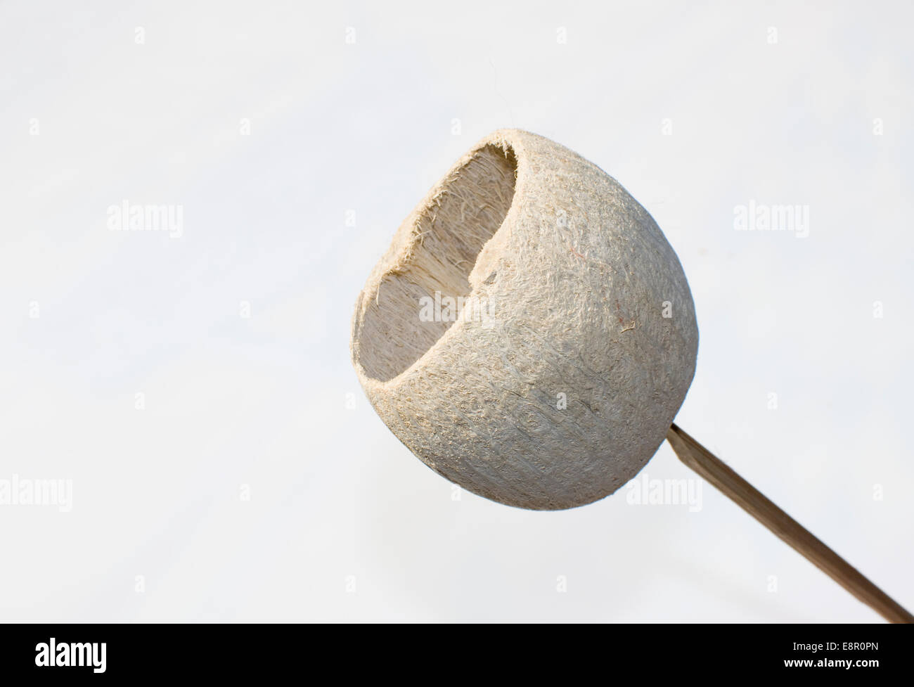 White wood flower Stock Photo - Alamy
