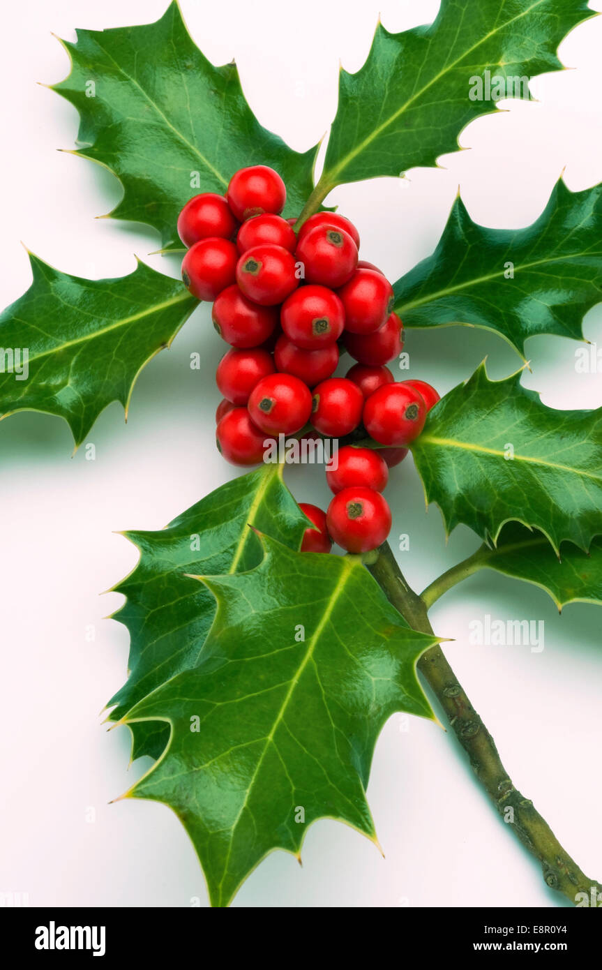 Holly berries green leaves hi-res stock photography and images - Alamy