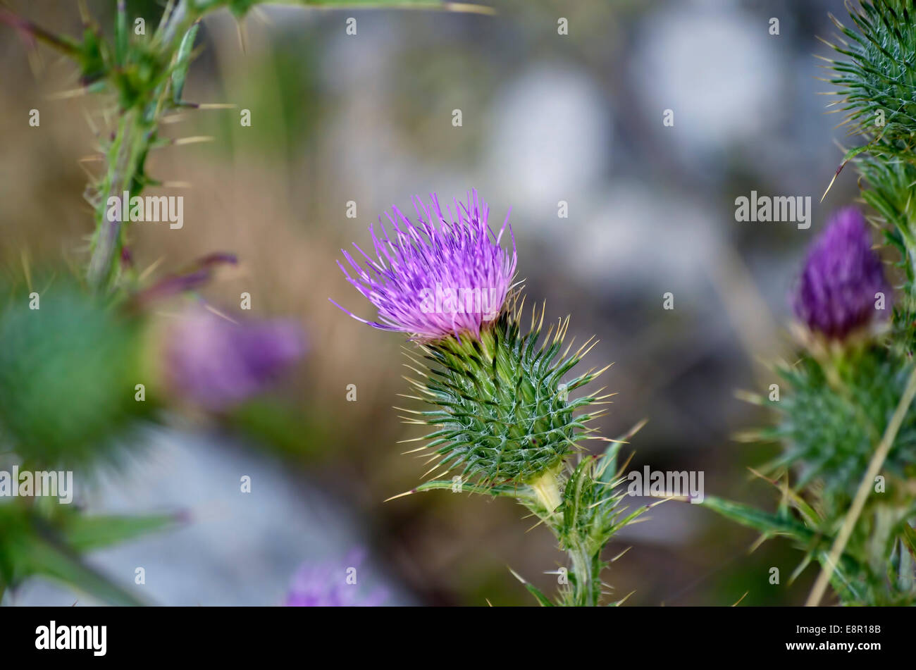 Beautiful thistle flower, on the meadow, with spectacular colors Stock ...
