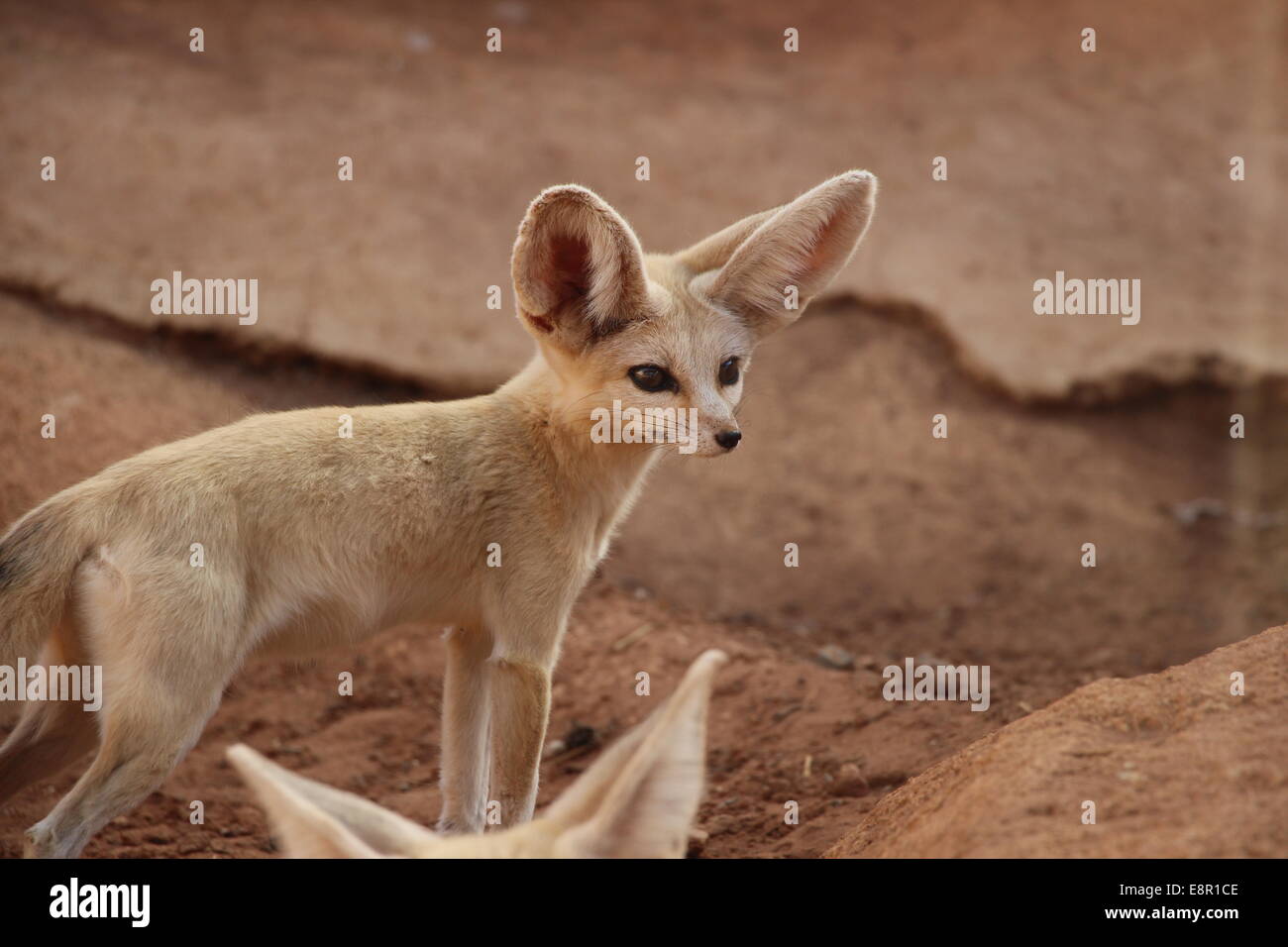 Fennec fox cute hi-res stock photography and images - Alamy