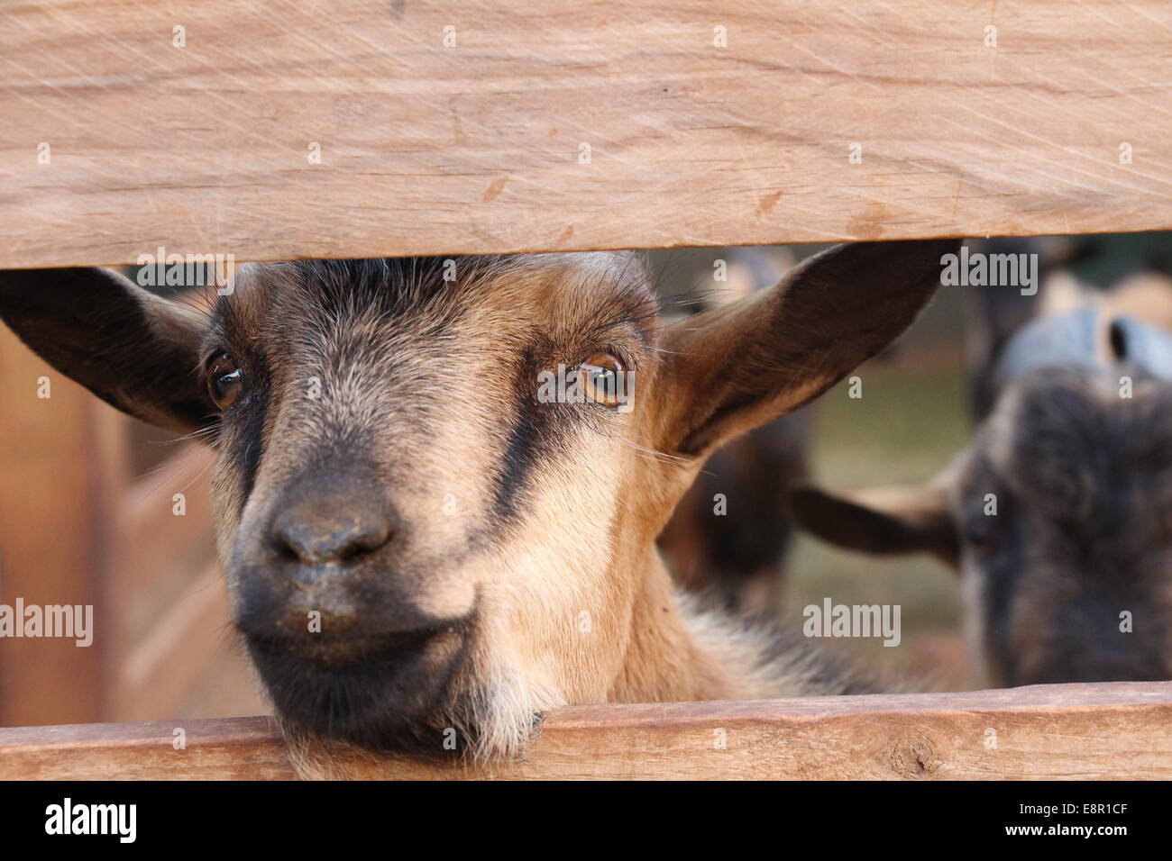 Cameroon goats hi-res stock photography and images - Alamy