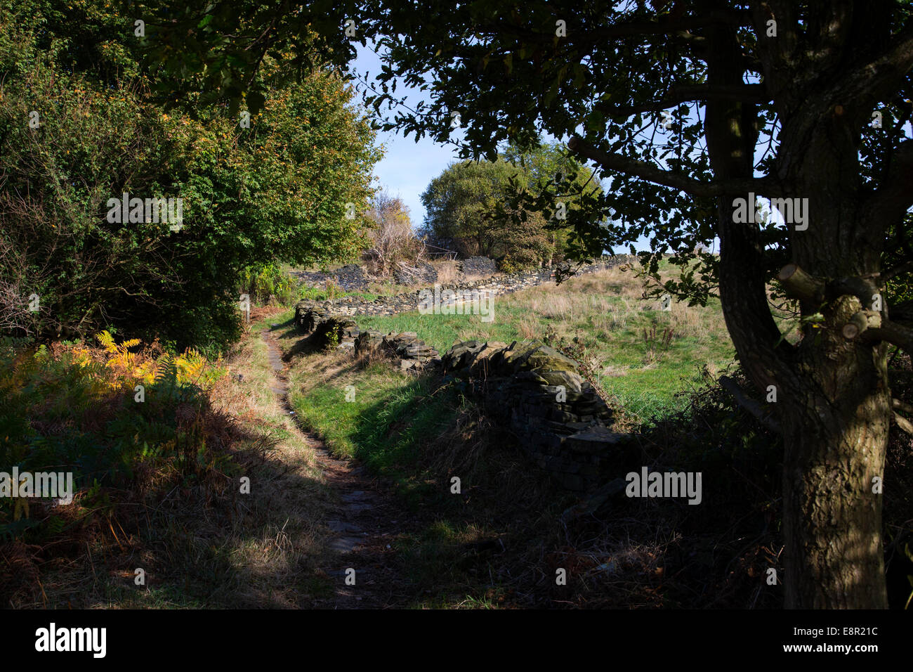 Narrow country path bordered by dry stone walls foliage and ferns in ...
