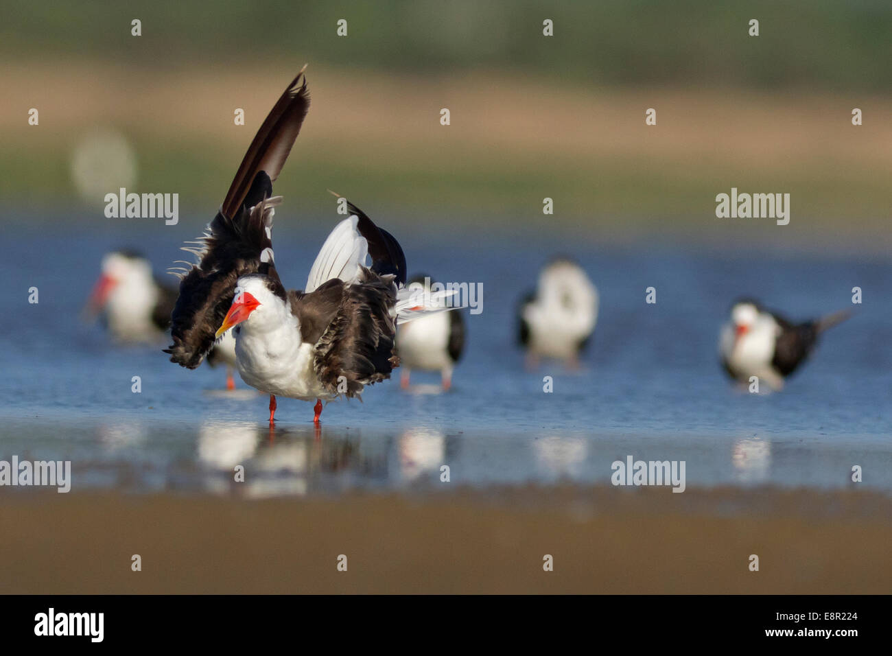 Indian skimmer or Indian scissors-bill (Rynchops albicollis Stock Photo ...