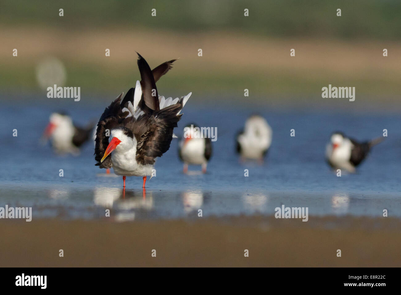 Indian skimmer or Indian scissors-bill (Rynchops albicollis Stock Photo ...