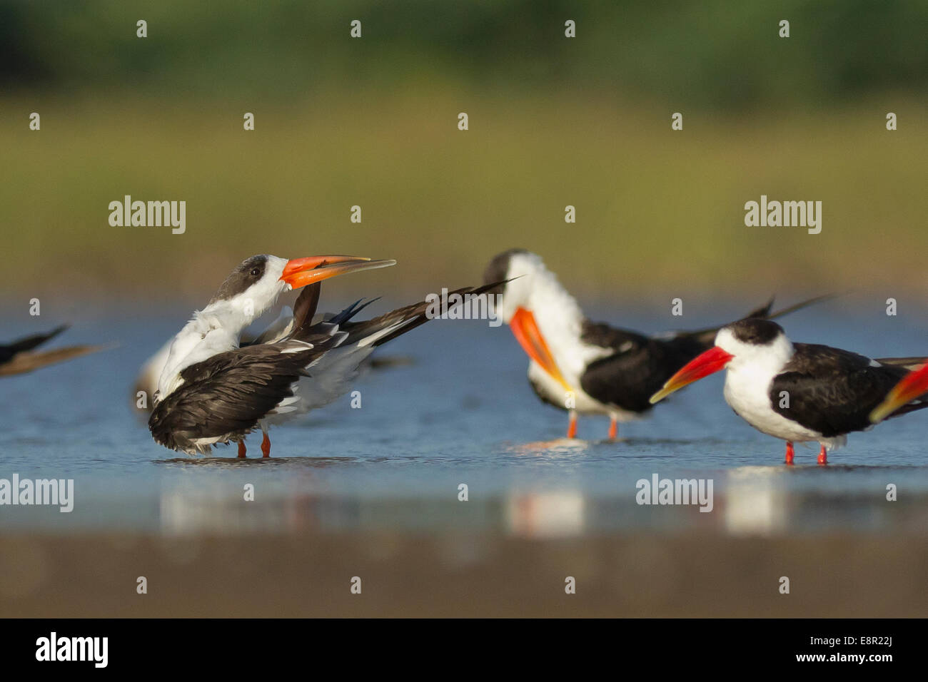 Indian skimmer rynchops albicollis in hi-res stock photography and ...