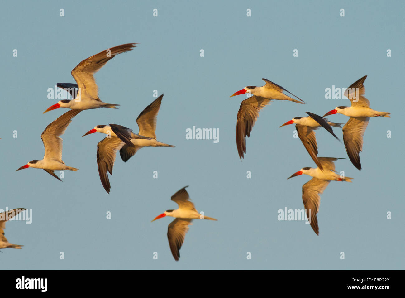 Indian skimmer or Indian scissors-bill (Rynchops albicollis) in flight ...
