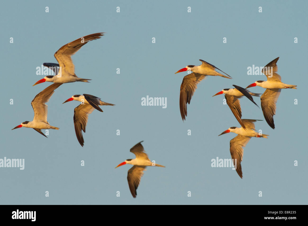 Indian skimmer or Indian scissors-bill (Rynchops albicollis) flock in ...