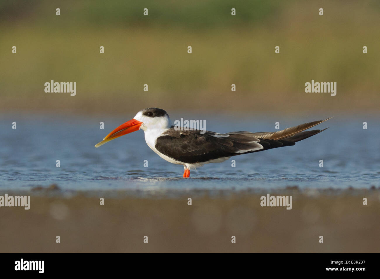 Indian skimmer or Indian scissors-bill (Rynchops albicollis Stock Photo ...
