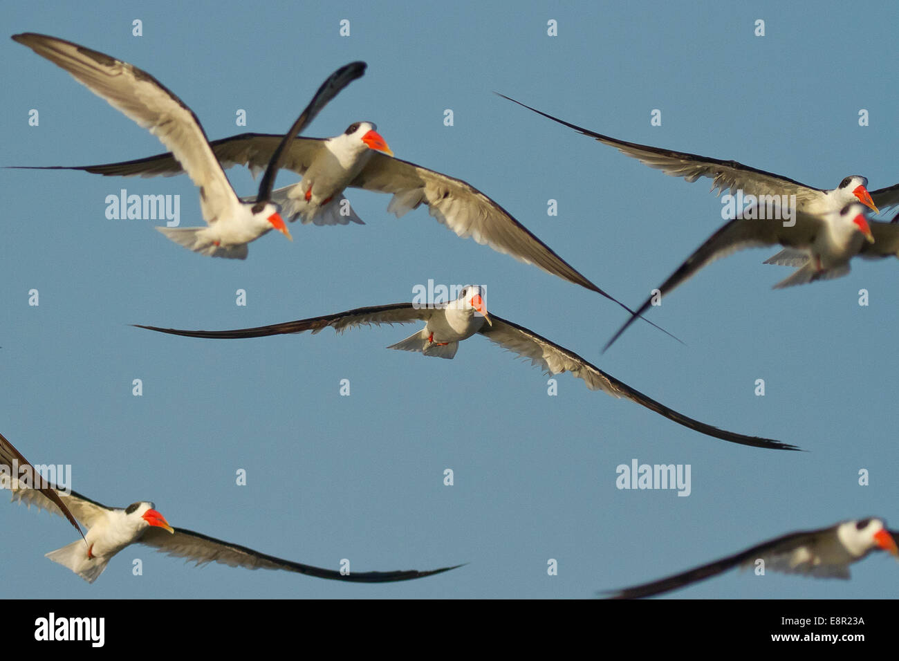 Indian skimmer or Indian scissors-bill (Rynchops albicollis) flock in ...