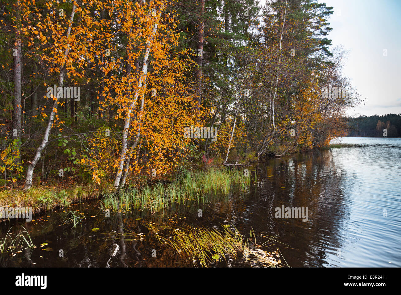 Golden yellow landscape hi-res stock photography and images - Alamy