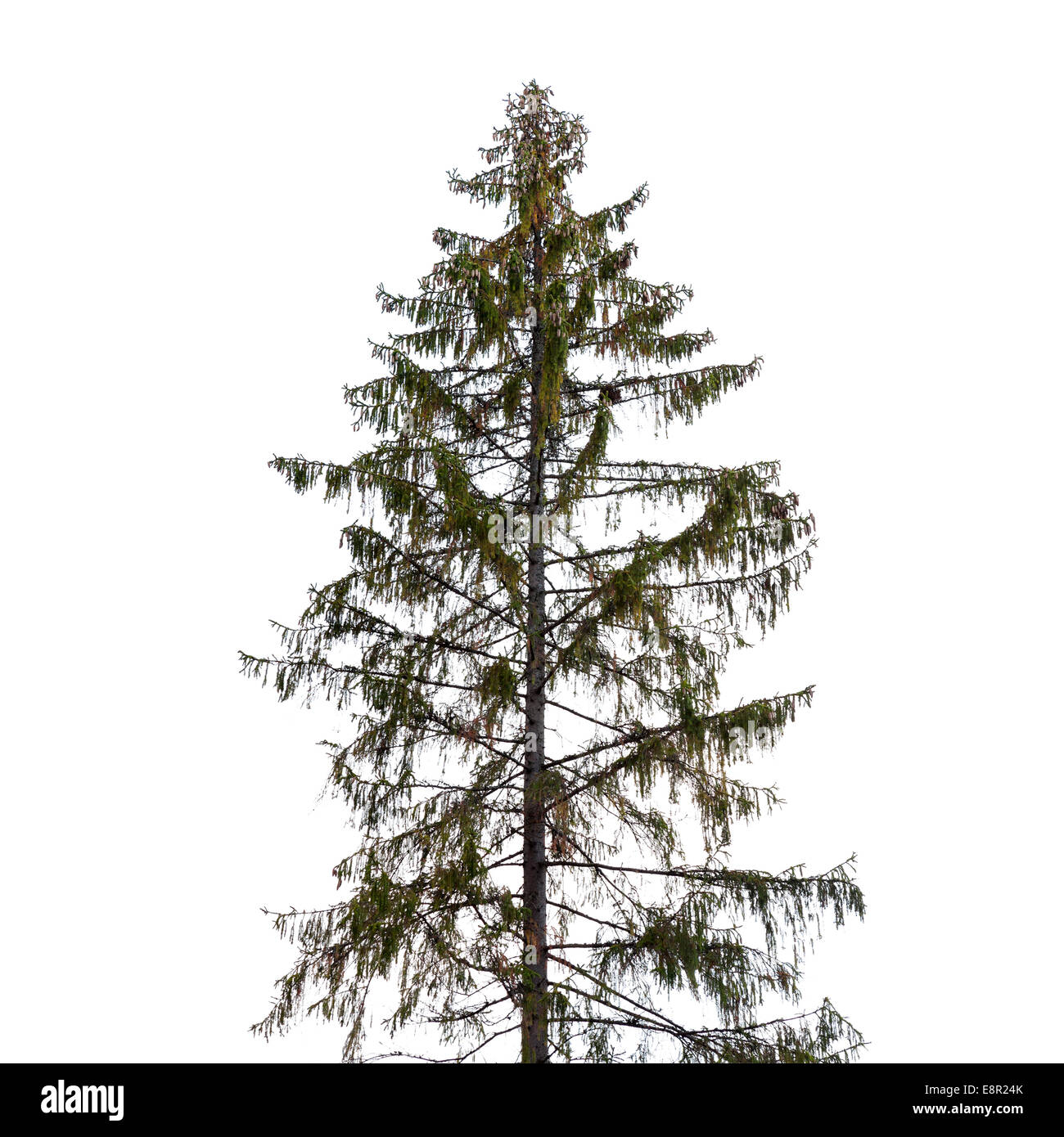 Tall spruce tree isolated on white background Stock Photo - Alamy