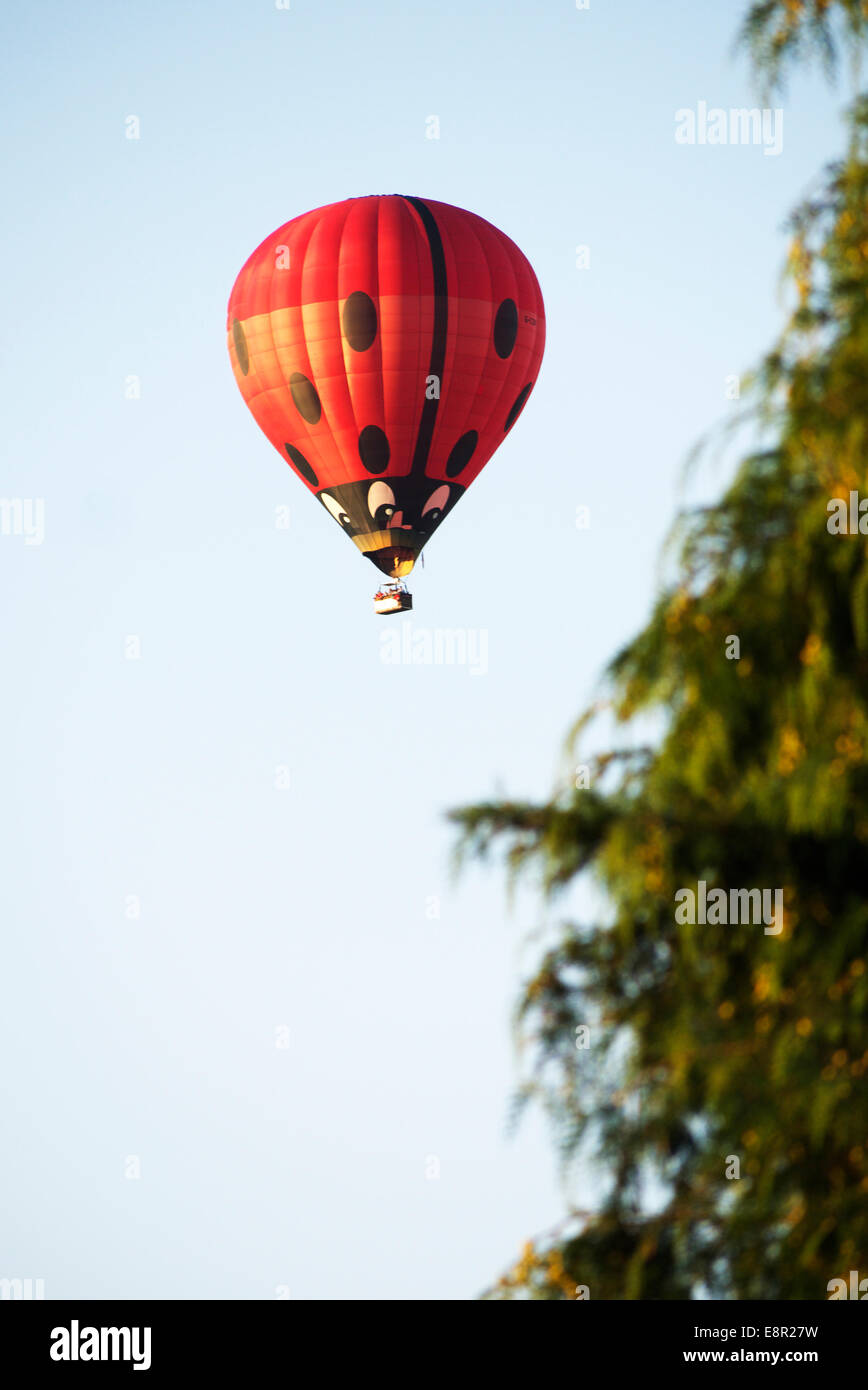 Lady bird hot air balloon Stock Photo - Alamy