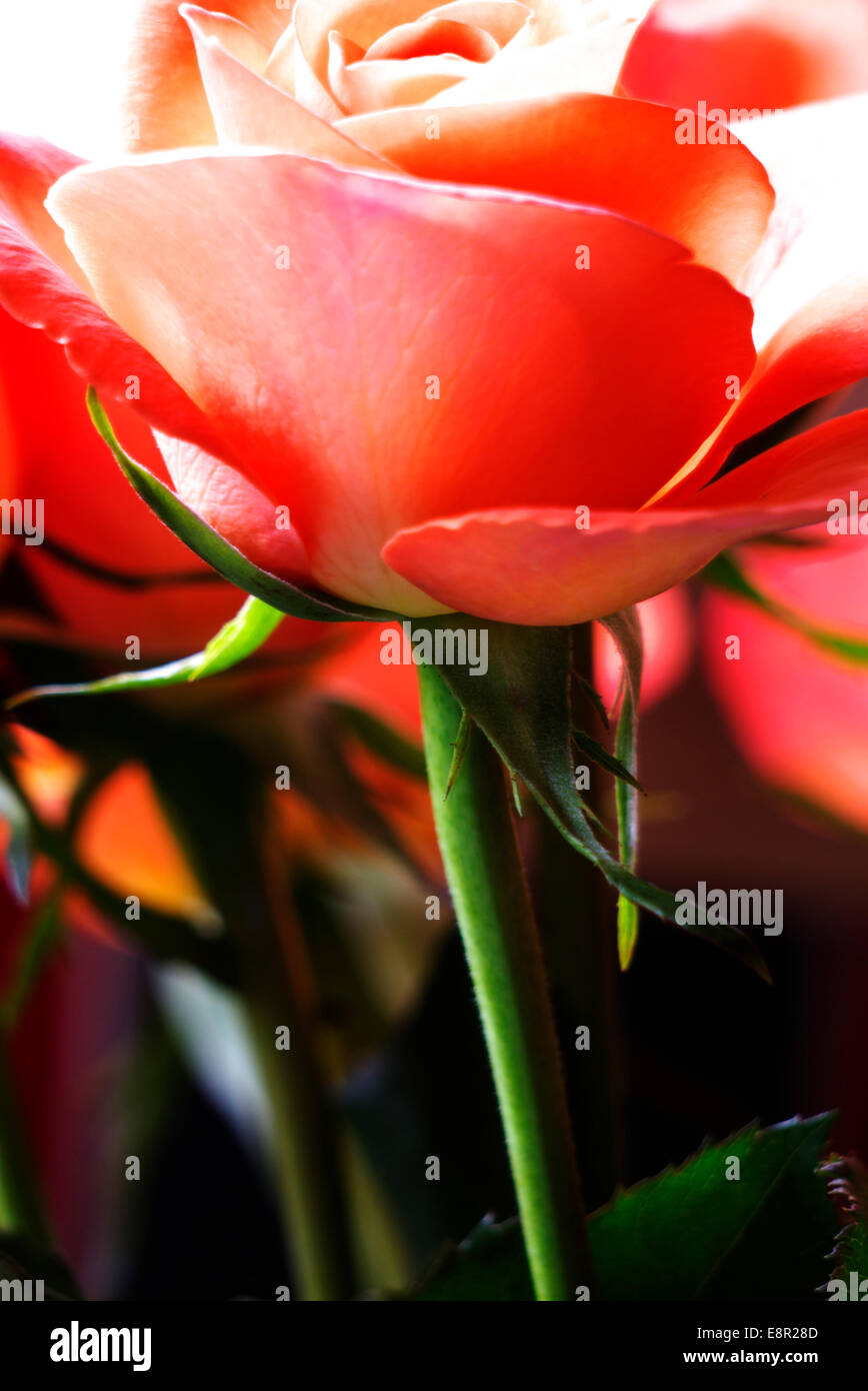 Pink Rose stem close up Stock Photo - Alamy