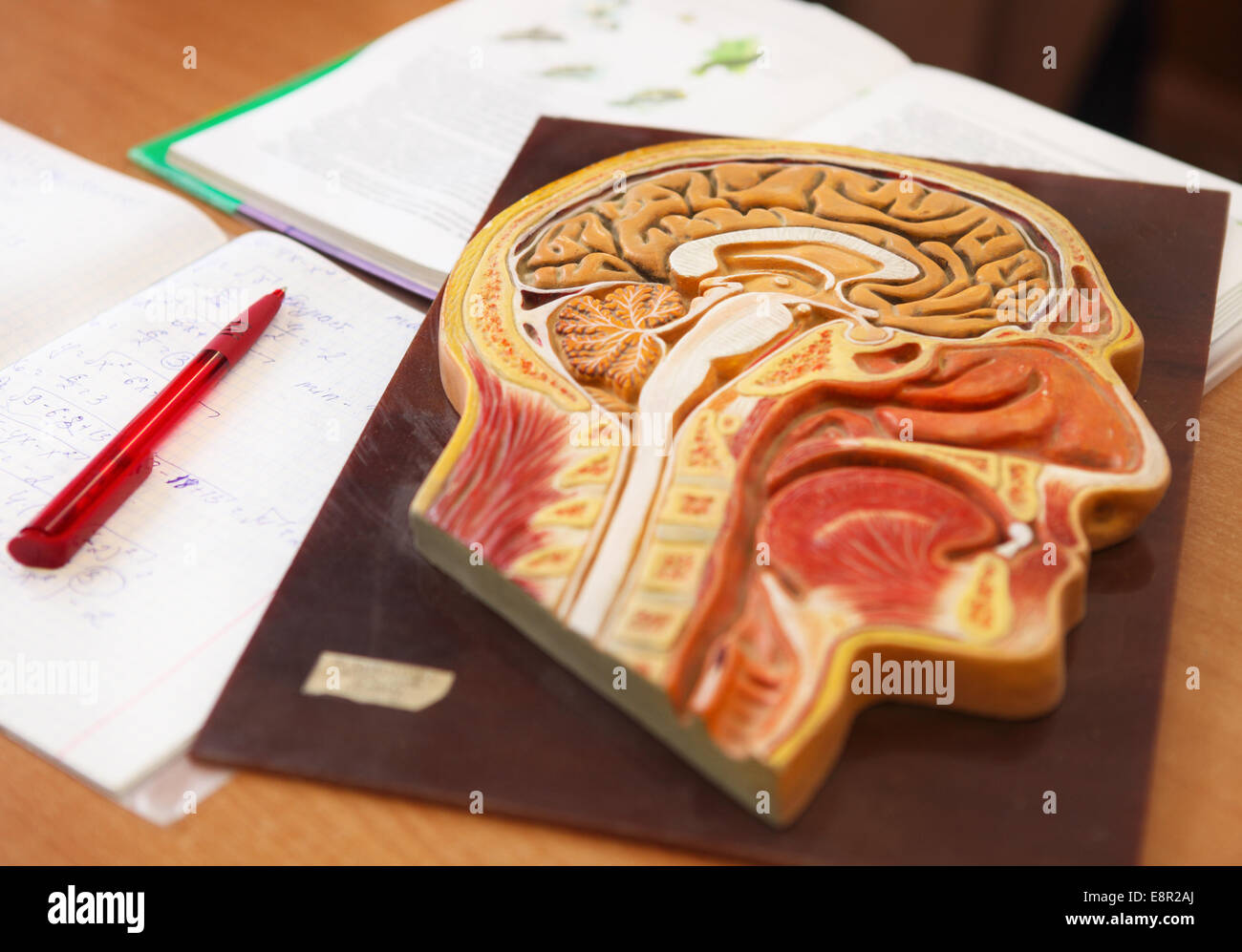 Close up of anatomical model of a human head with book, writing-book ...