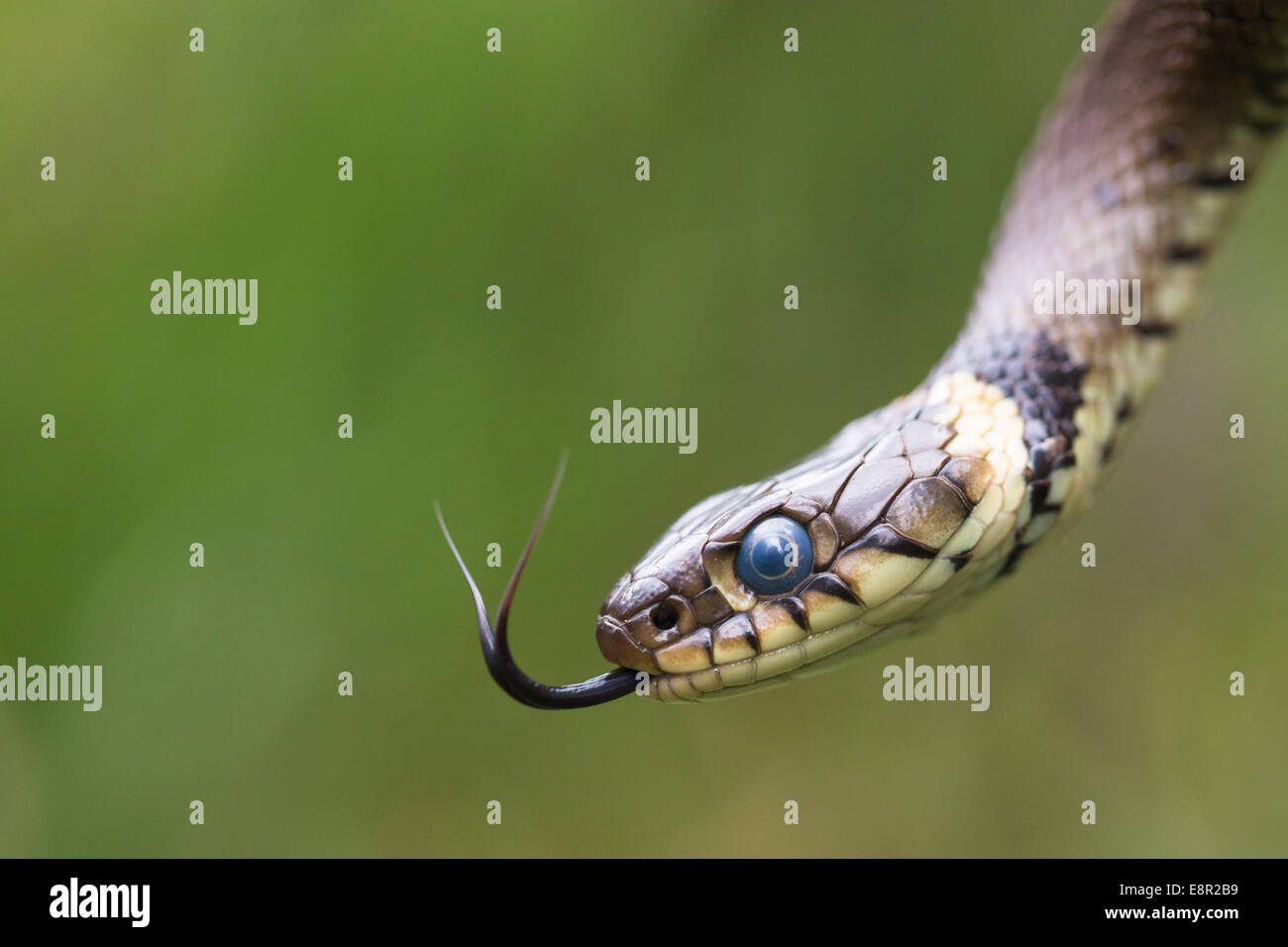 Grass Snake; Natrix natrix; Adult; Male; Spring; May; Helman Nature ...