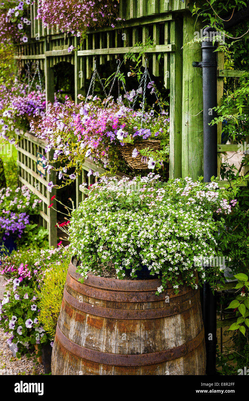 Old beer barrel planter with Bacopa flowers in Applecross gardens ...