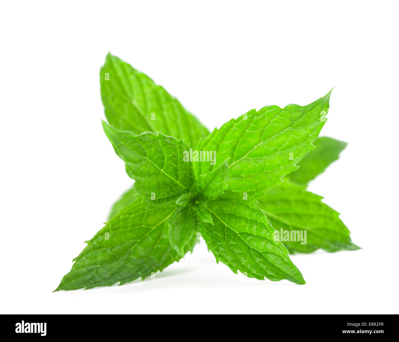 Fresh mint sprig isolated on white background Stock Photo - Alamy