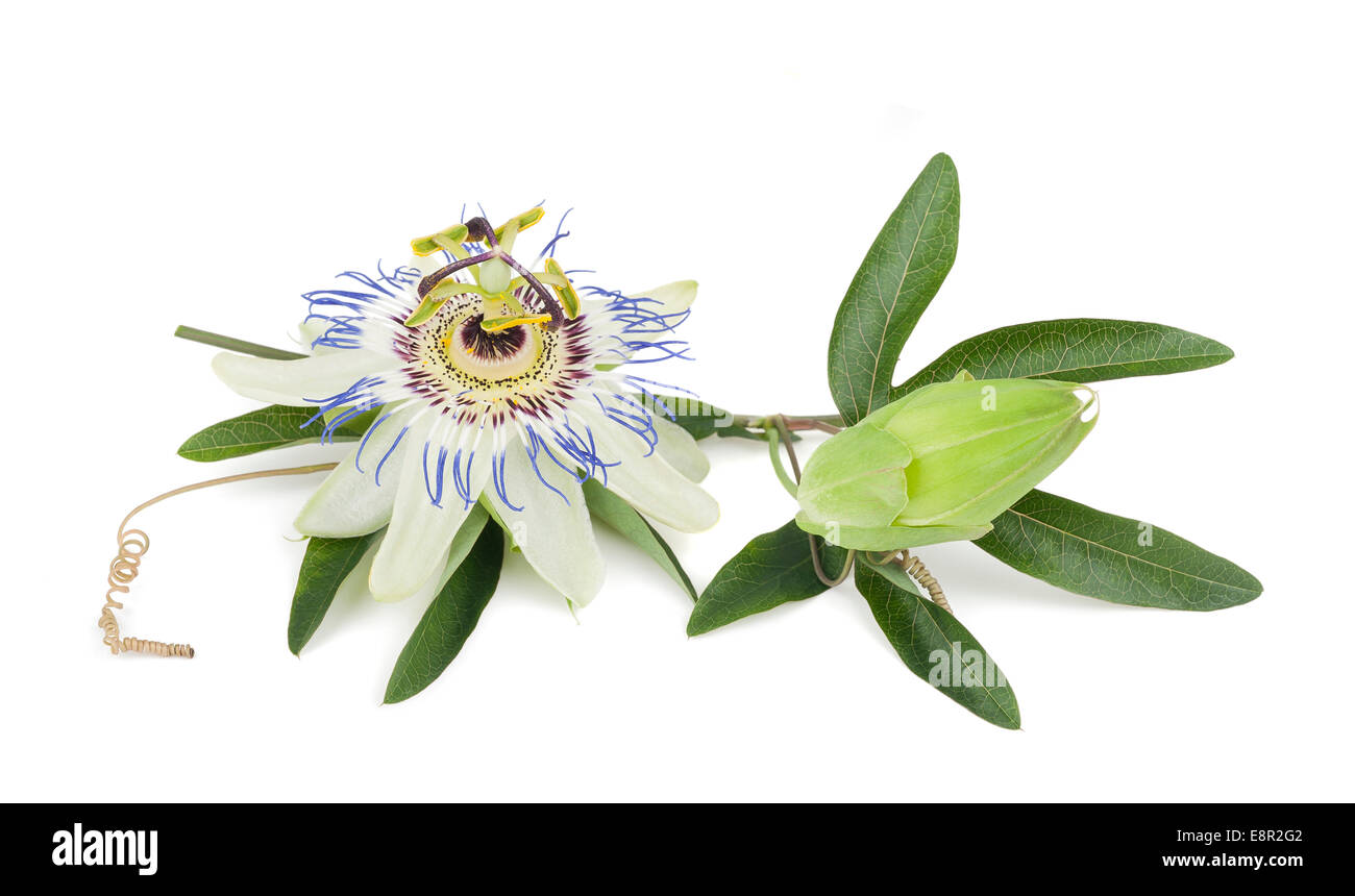 Passionflower passionflowers passiflora flower hi-res stock photography ...