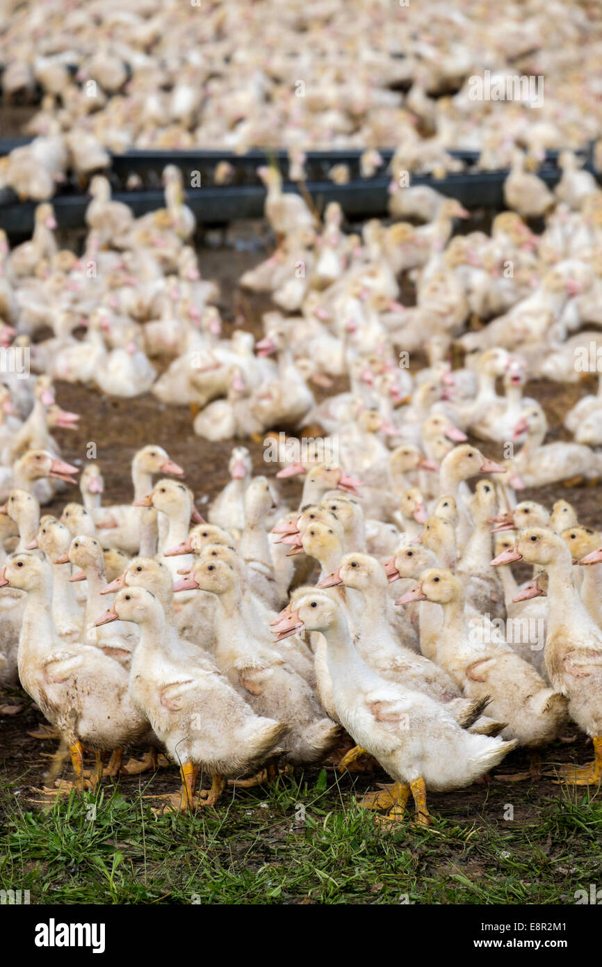 Duck farm foie gras hi-res stock photography and images - Alamy