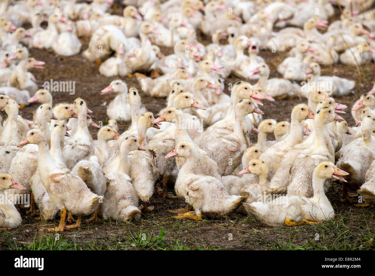 Ducks being farmed for Foie Gras and confit. Gers department, Midi ...