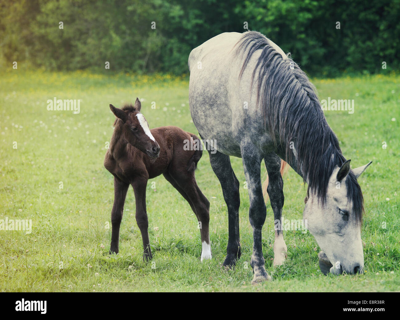 Newborn baby horse with mother on the green grass. Springtime Stock ...