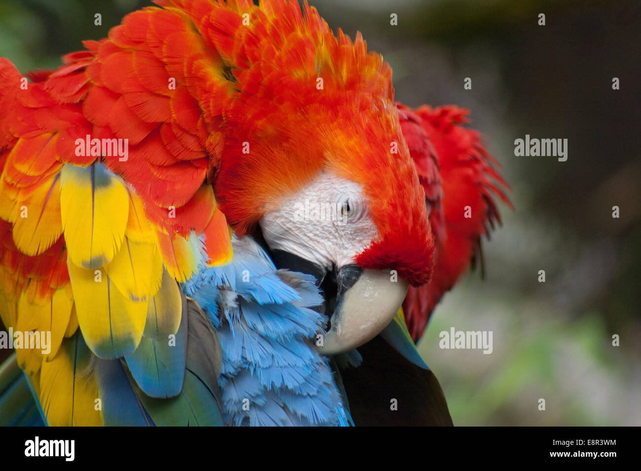 A Macaw parrot preening Stock Photo - Alamy