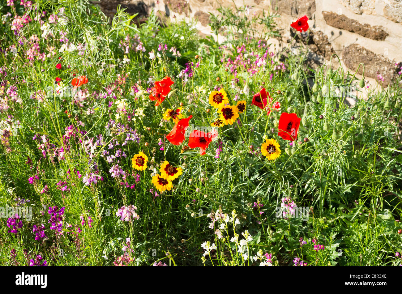 Poppies uk garden hi-res stock photography and images - Alamy