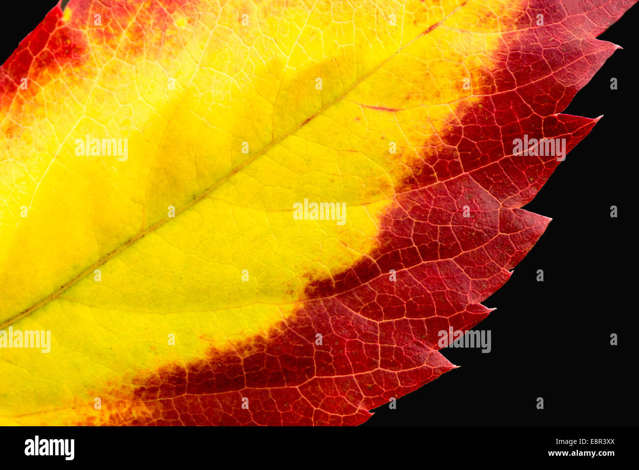 Macro yellow leaf hi-res stock photography and images - Alamy