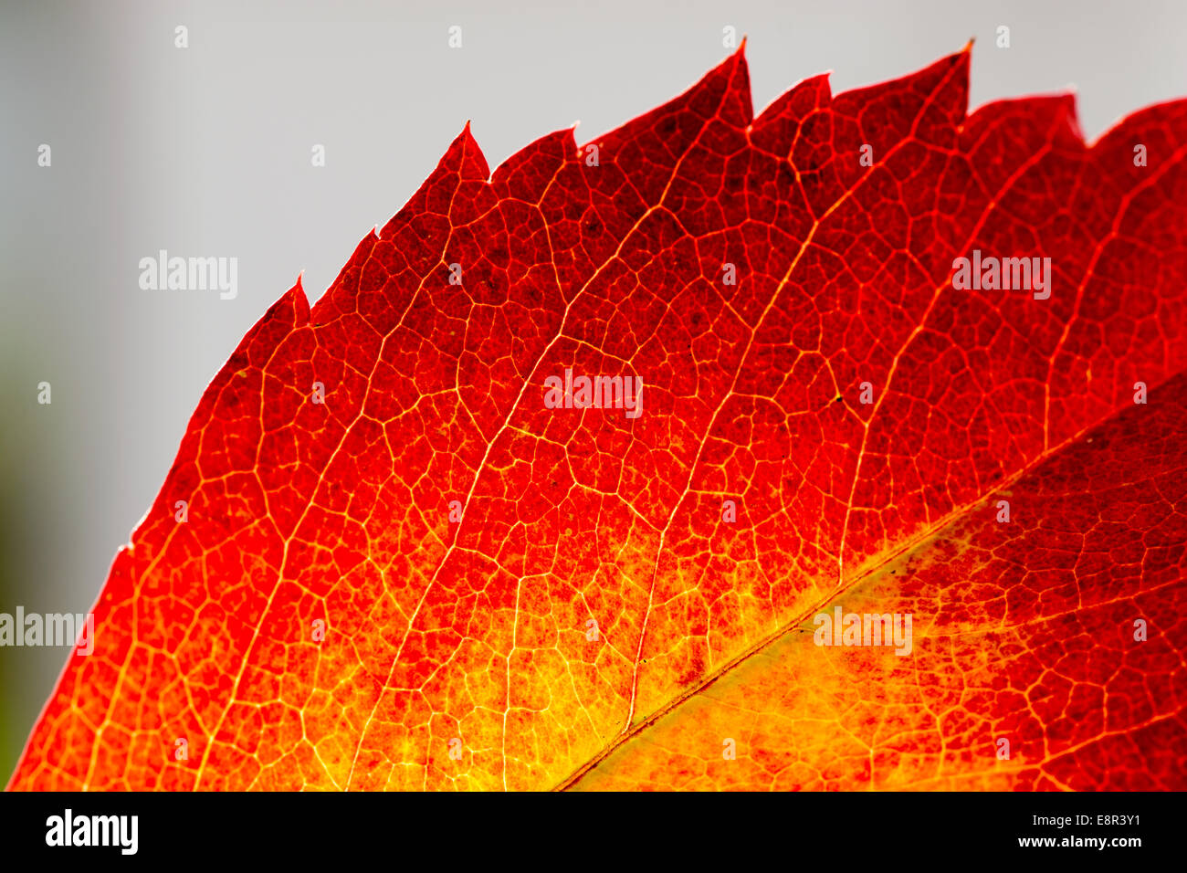 Bright red leaf hi-res stock photography and images - Alamy