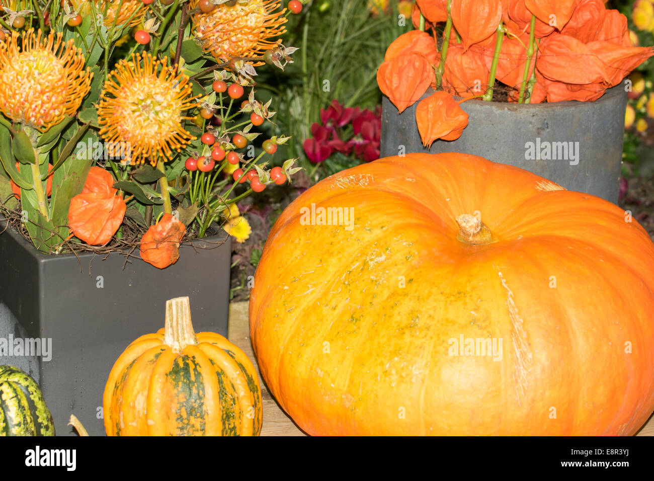 autumn picture with pumpkins Stock Photo - Alamy
