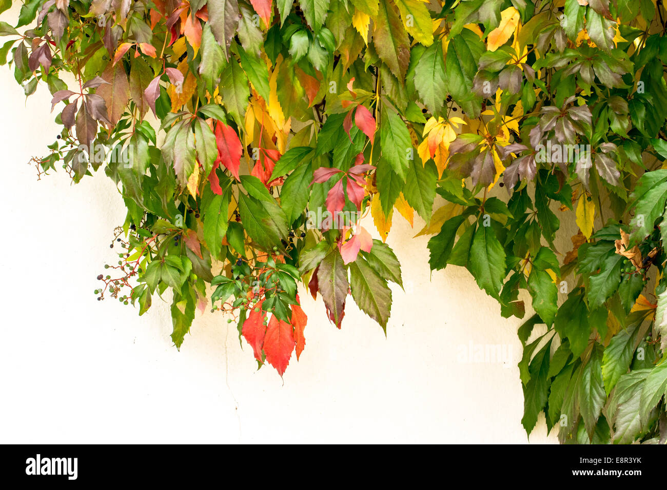 beginning autumn with colorful leaves Stock Photo - Alamy