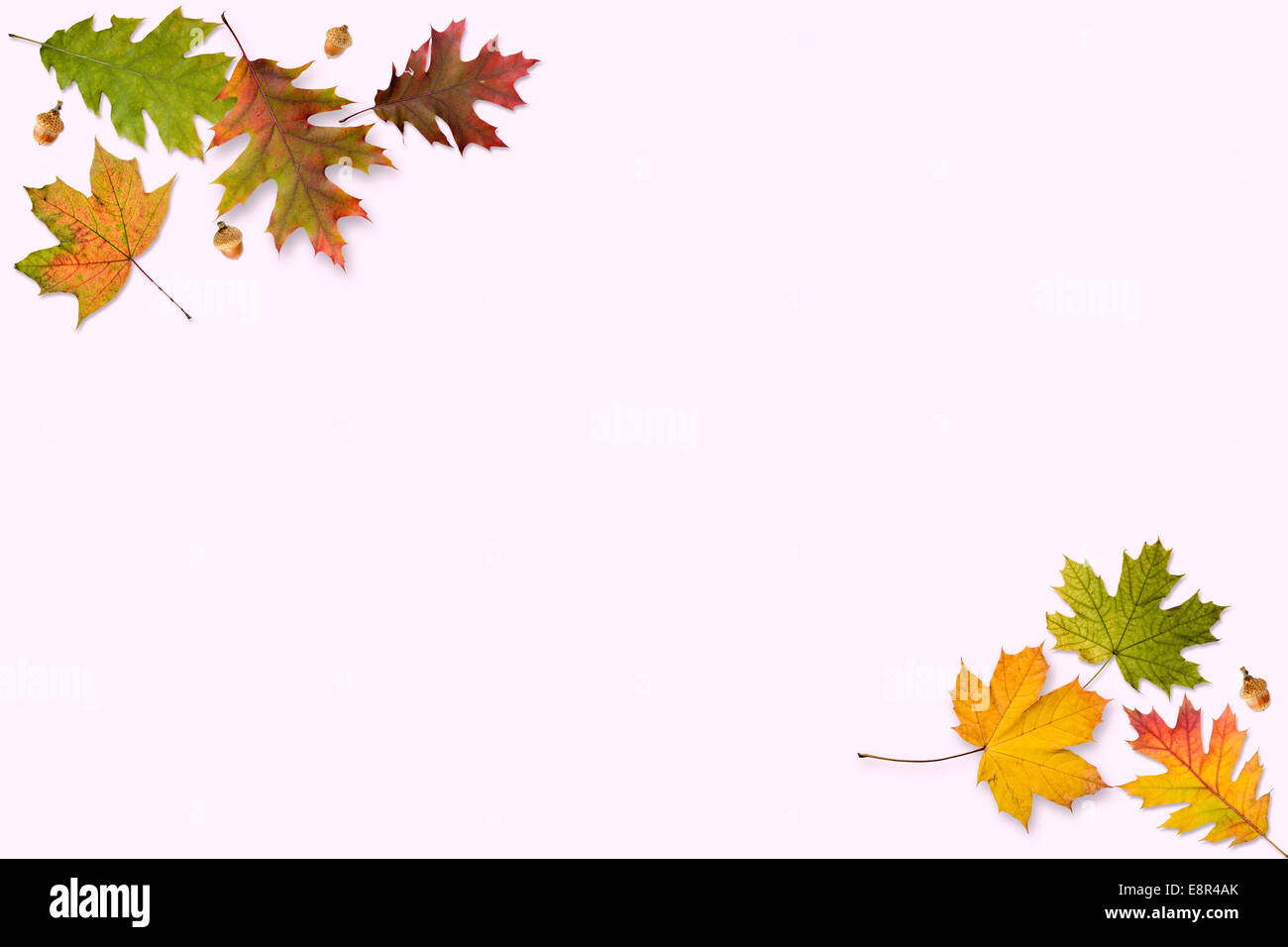 A frame made with autumn leaves isolated on pink background Stock Photo ...