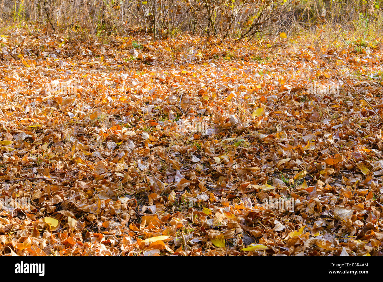 Colorful autumn leaves carpet under the soft october sun Stock Photo ...