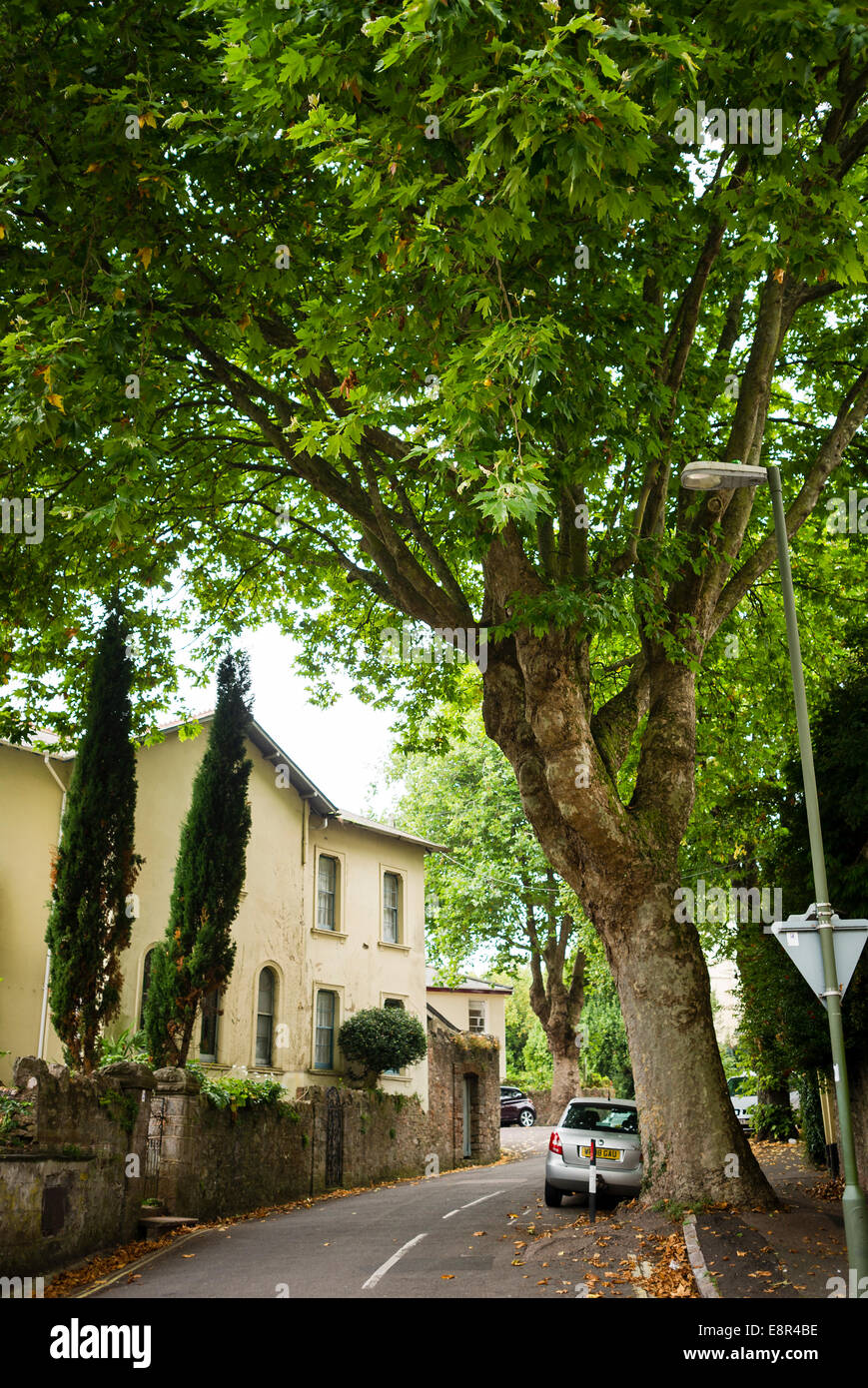 Leafy suburbs of Torquay in Devon UK Stock Photo - Alamy