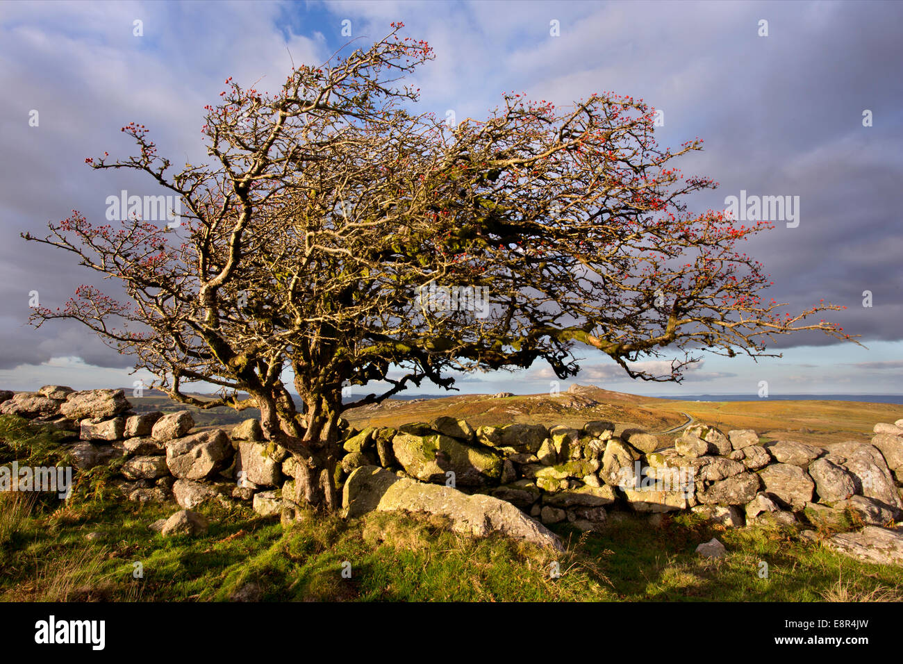 Dartmoor national park hi-res stock photography and images - Alamy
