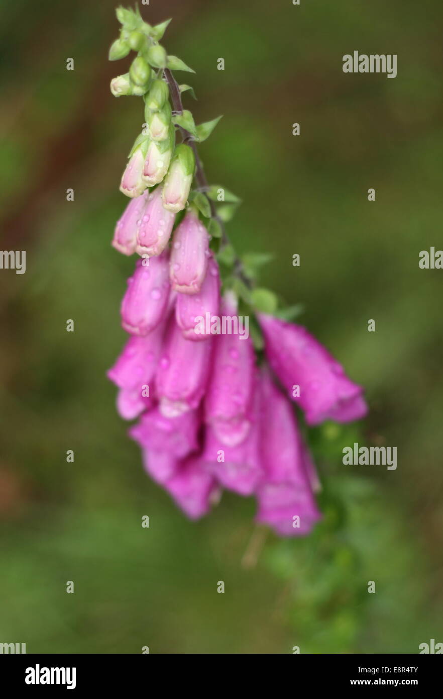 Closeup of a wild purple foxglove (Digitalis purpurea) covered in ...