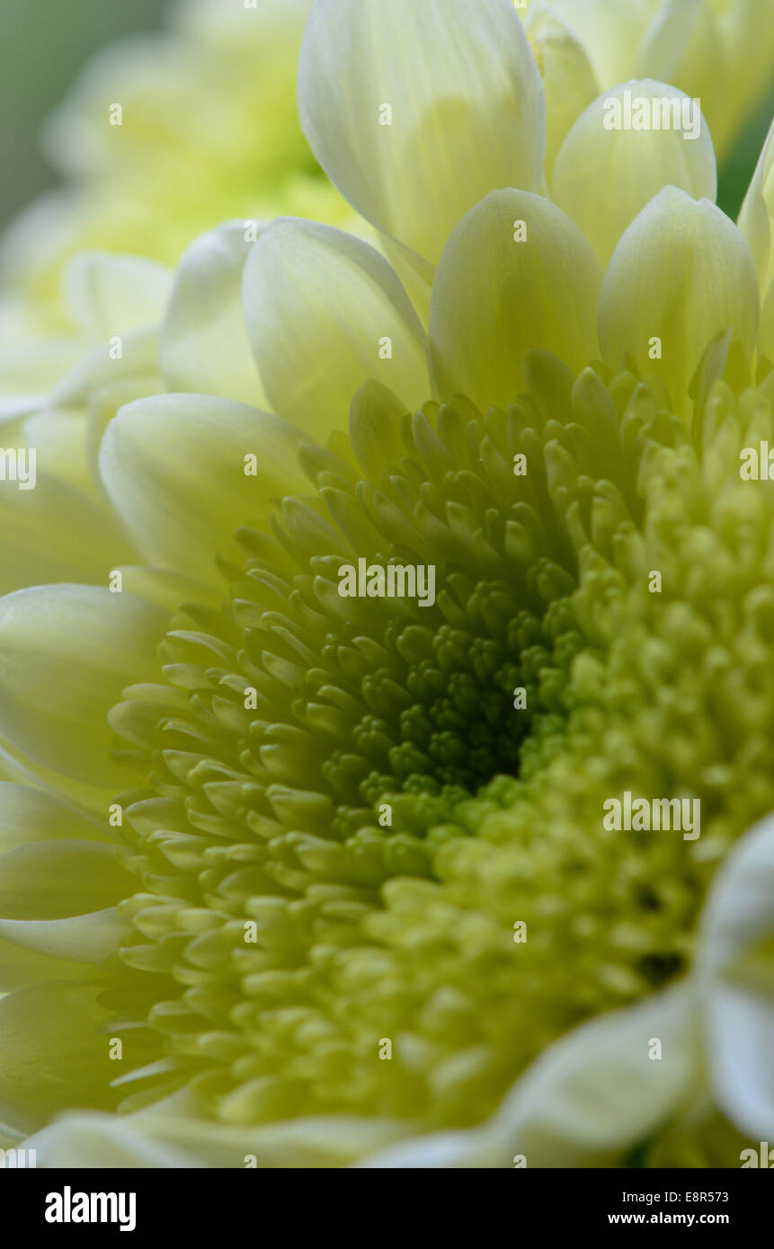 Highlighted petal edge hi-res stock photography and images - Alamy