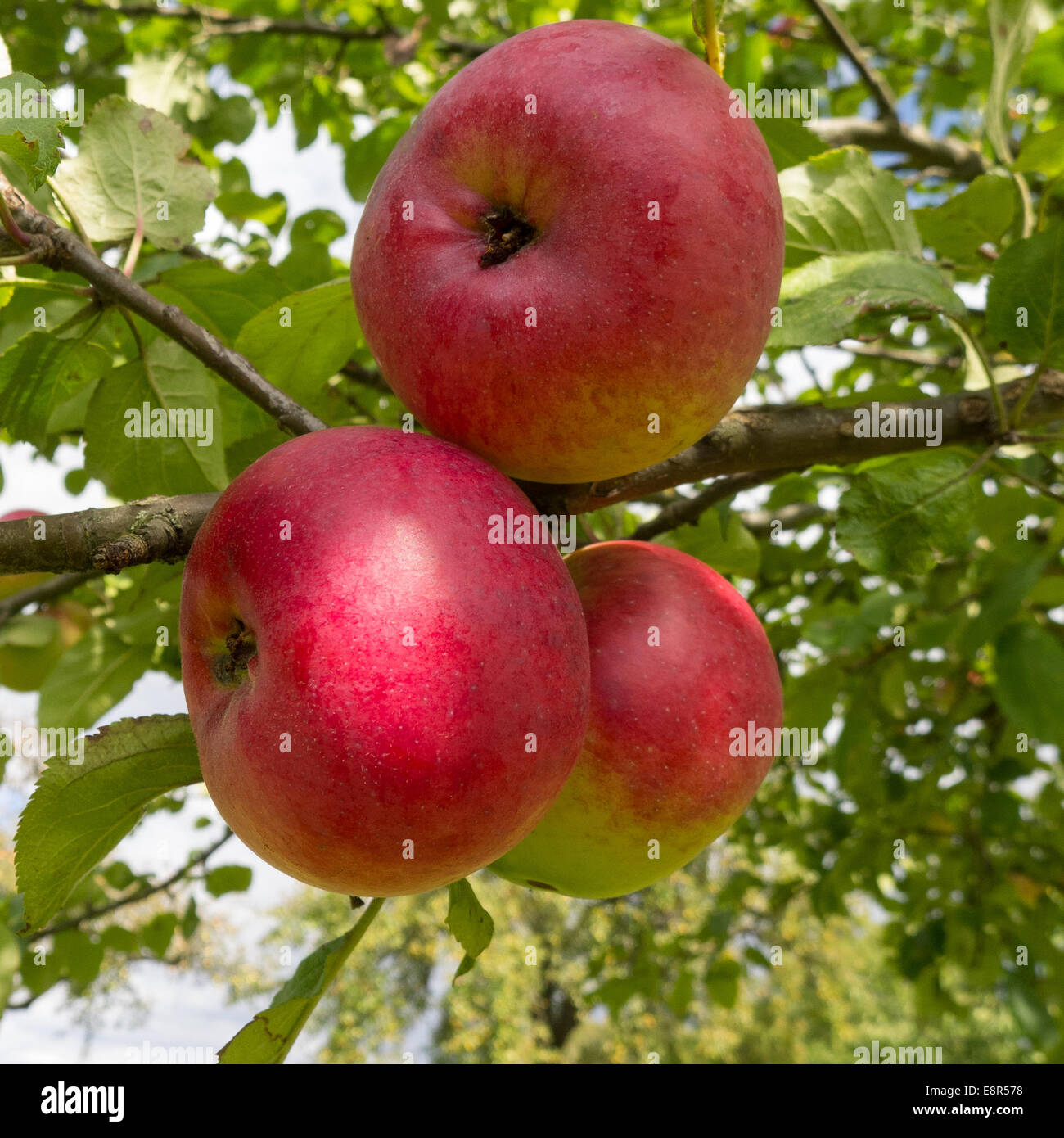 Ripe red and green apples hi-res stock photography and images - Alamy