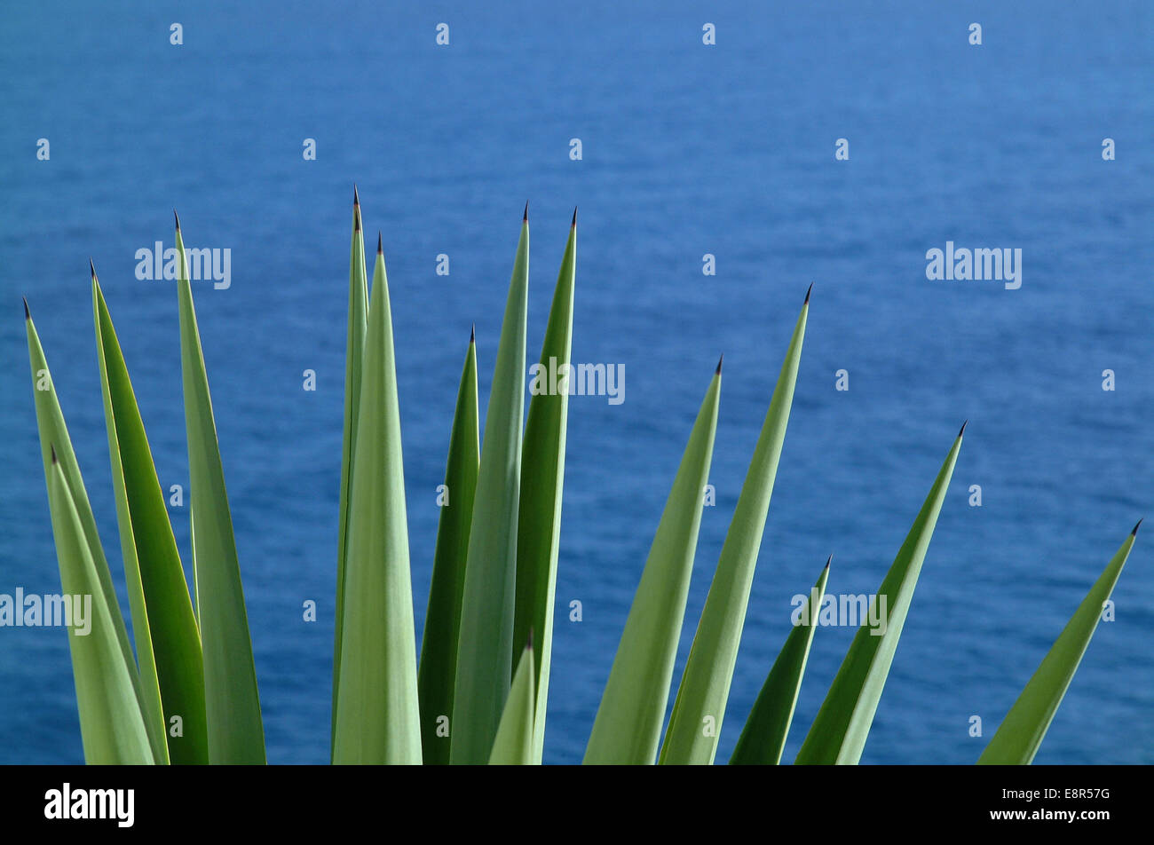 Agave above the sea Stock Photo - Alamy