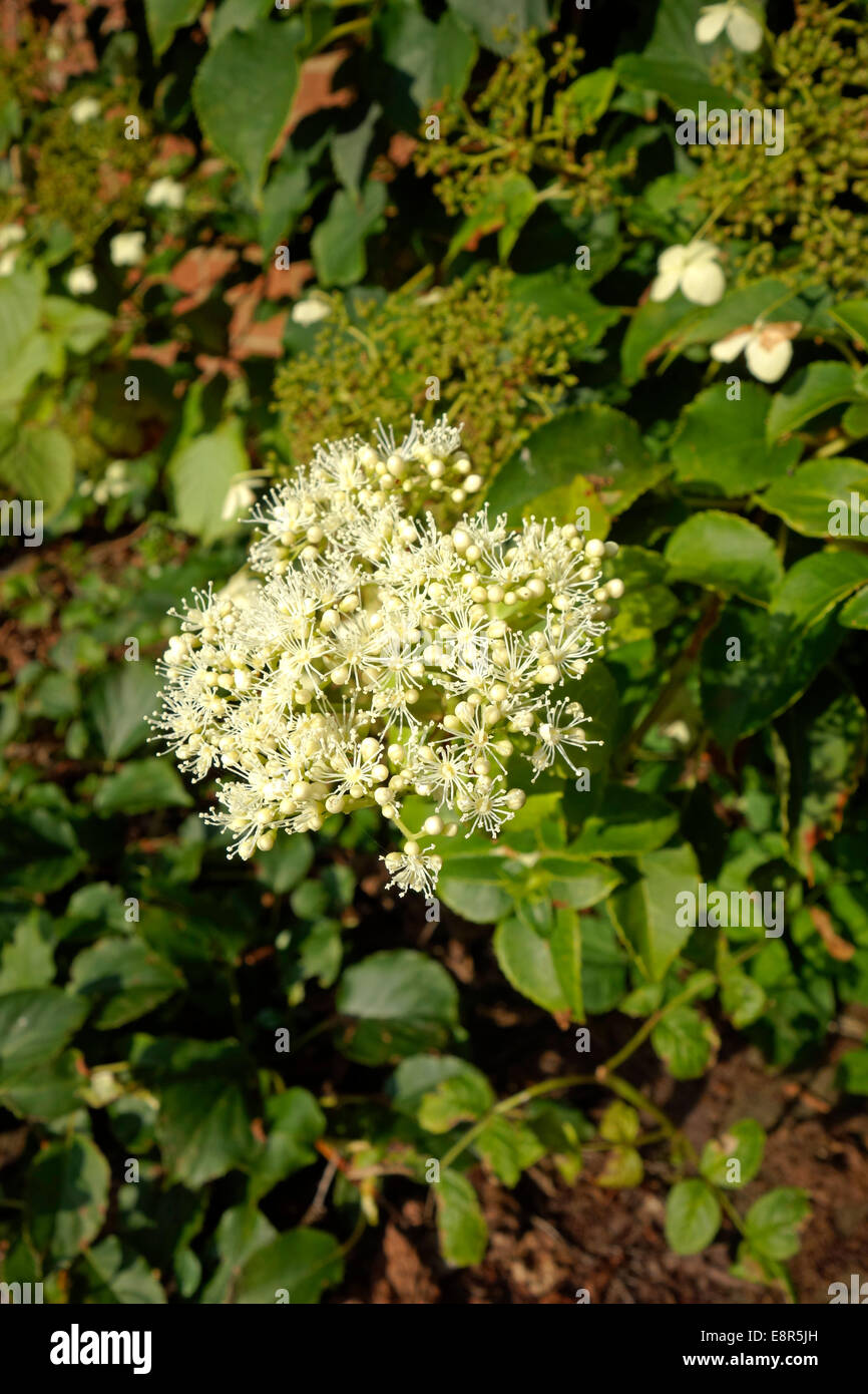 Hydrangea anomala subspecies petiolaris, commonly known as Climbing ...