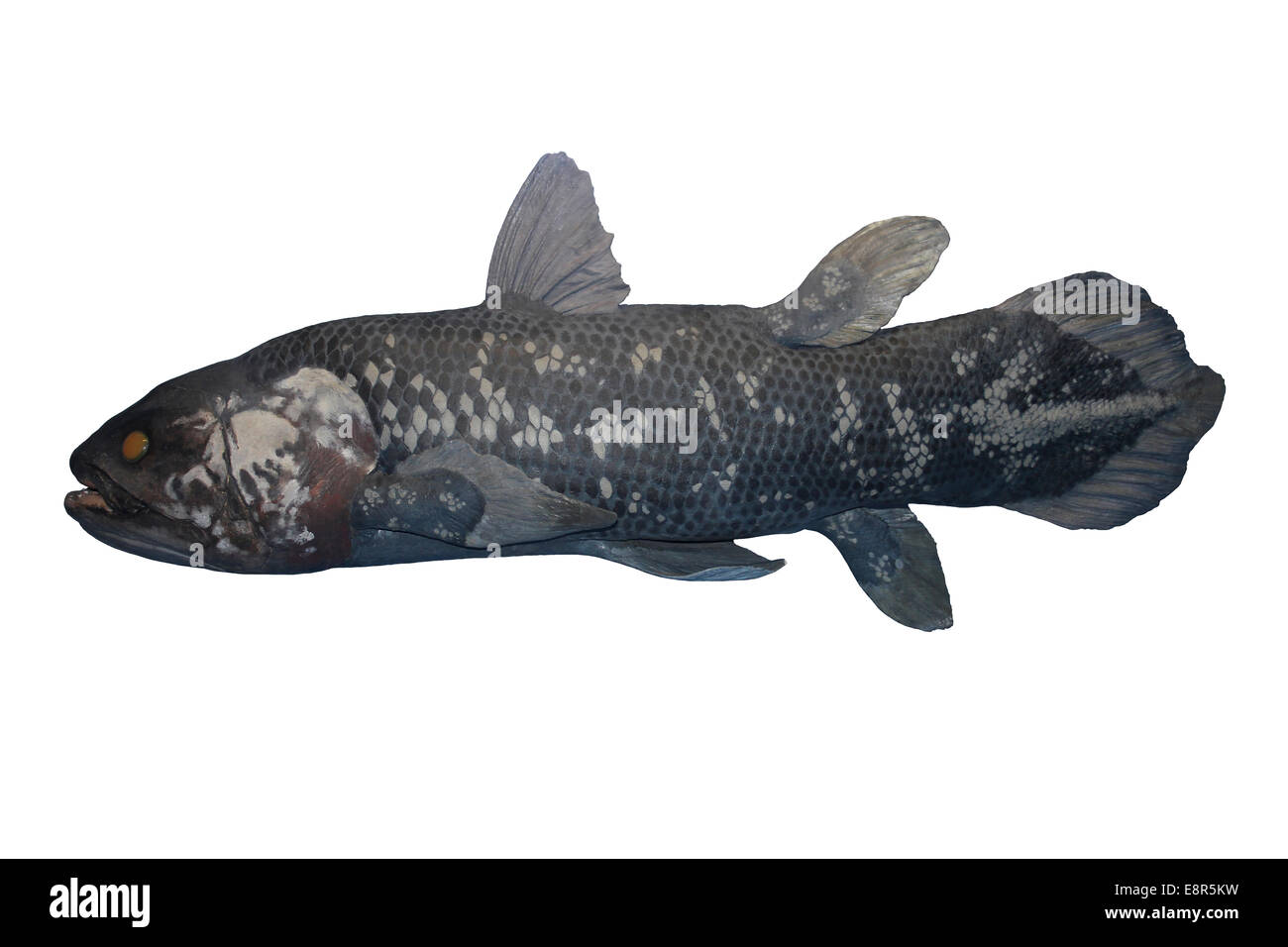Prehistorische Vis Coelacanth
