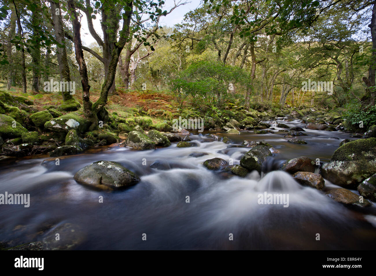 The river Plym flowing through Dewerstone woods in South Devon, United ...