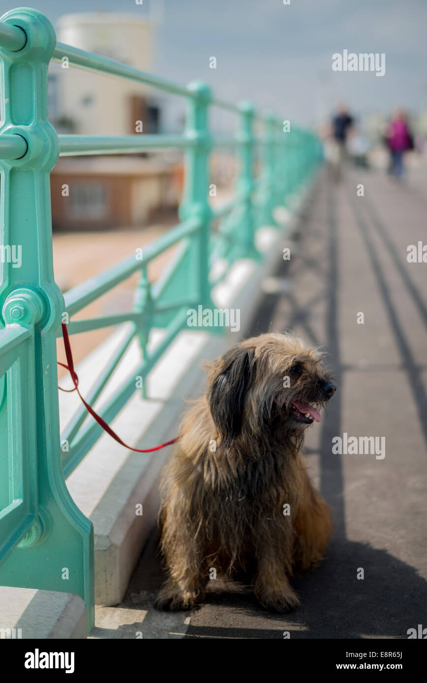 Shaggy dog tied to railings on beach front Stock Photo - Alamy
