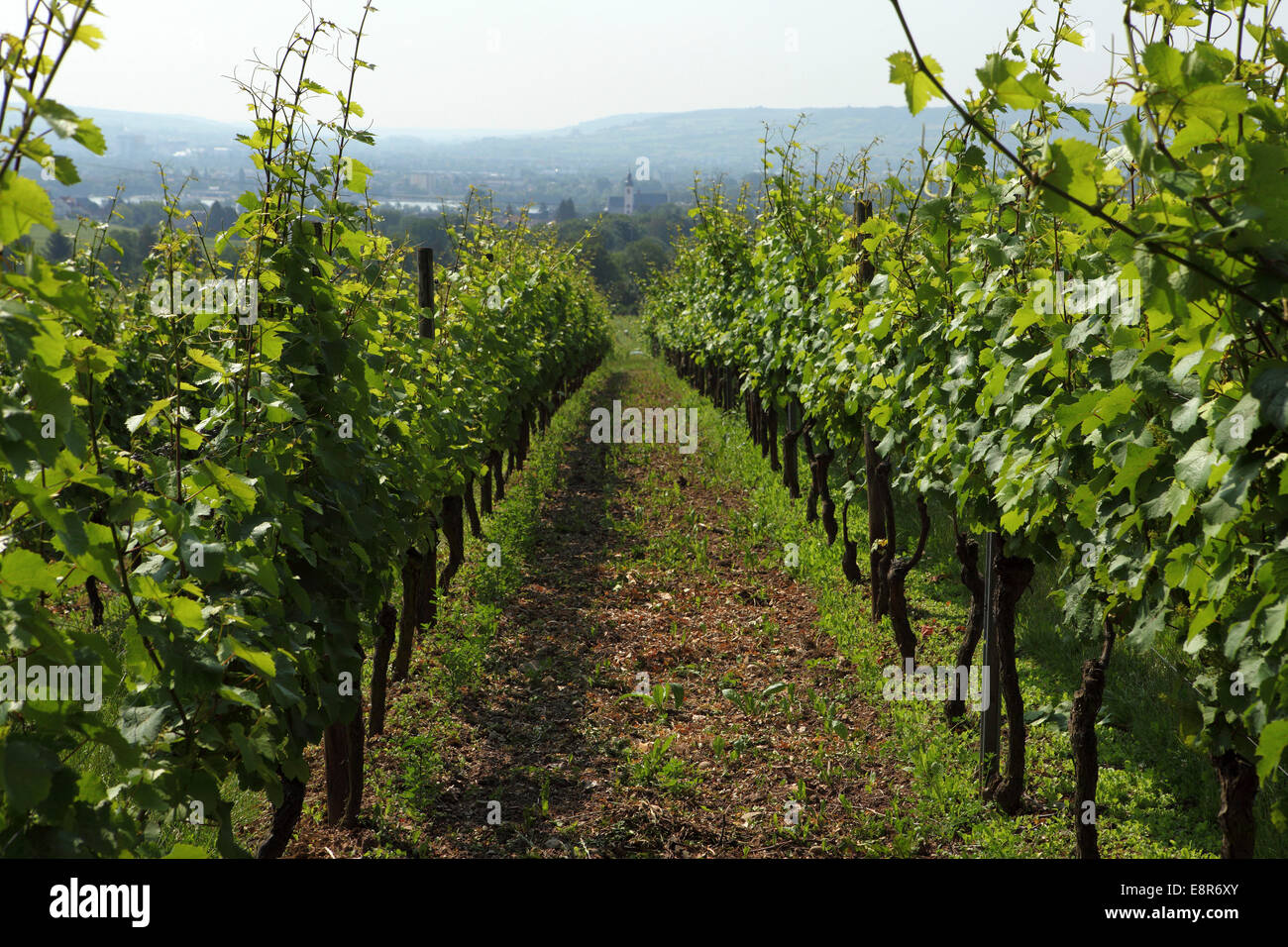 Vines at the Schloss Vollrads wine estate in Oestrich-Winkel, Germany ...