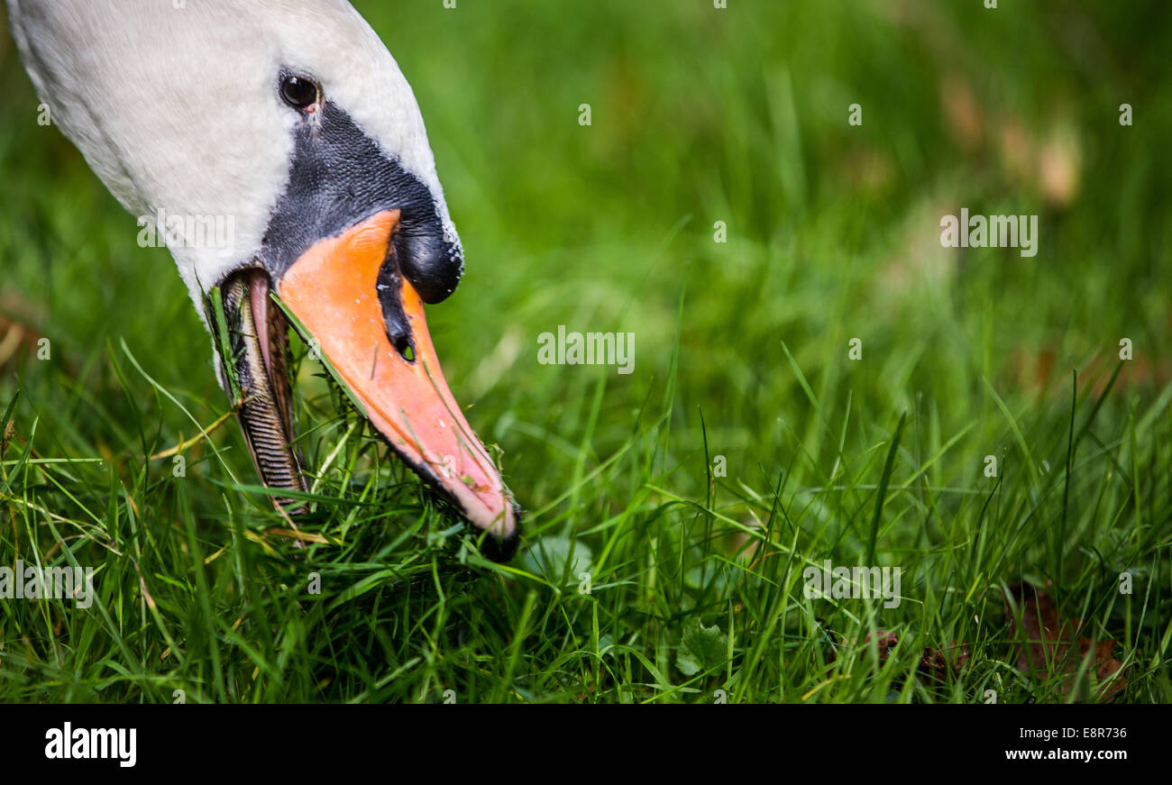 A swan eats tender blades of grass on a meadow in the 'Palmengarten' in ...